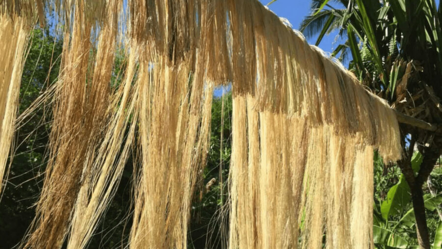 Banana fibre uses, advantages and disadvantages - ECOSILKY